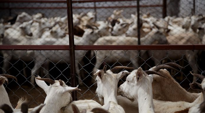 PETA unmasks cruelty on animals as Eid is round the corner