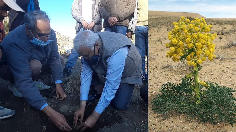Heeng (Asafoetida) cultivation started in India for the first time