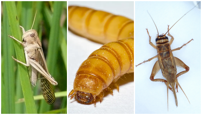 European Commission approves locust, house cricket and yellow mealworm ...