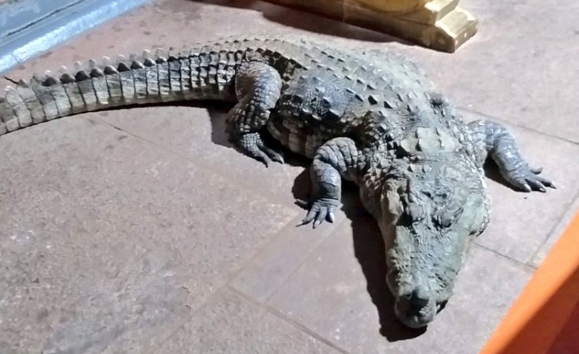 Babiya, the divine vegetarian crocodile, who lived in Kerala's ...