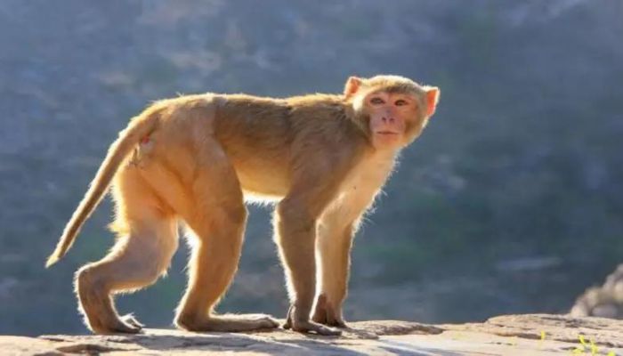 Monkey killed and hanged near temple in Amroha, Hindu organisations protest