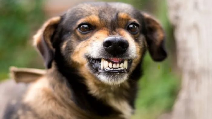 Stray dogs menace: children attacked by stray dogs in Telangana ...