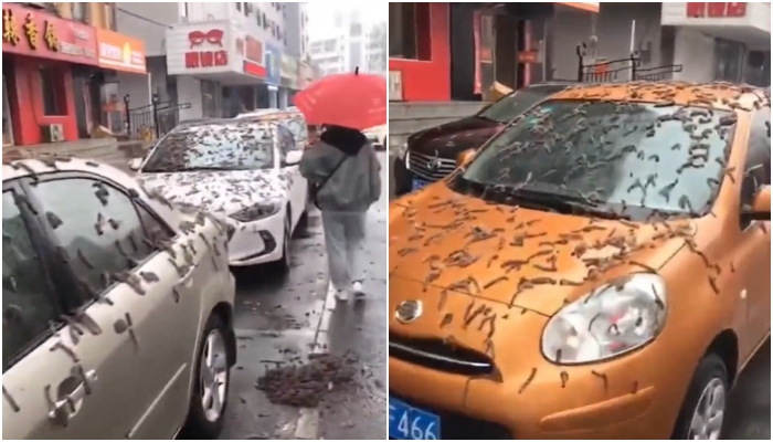 Its raining worms in China, citizens forced to use umbrellas: Here is ...