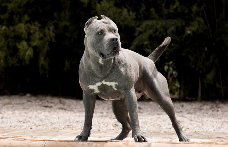 UK to ban American XL Bully dog by the end of the year after a series ...