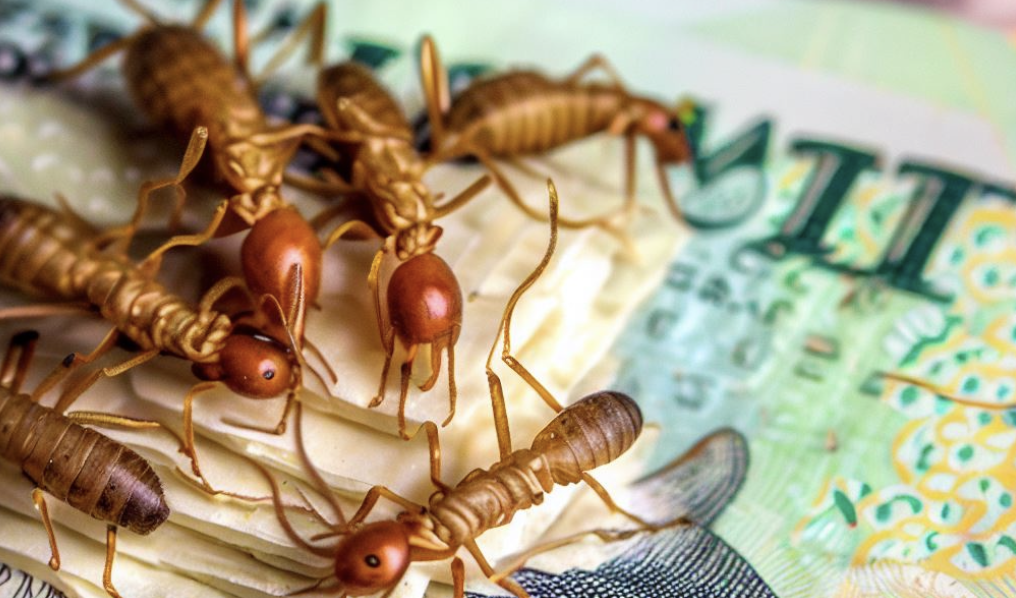 Moradabad, UP: Woman finds 18 lakhs cash kept in bank locker eaten by ...