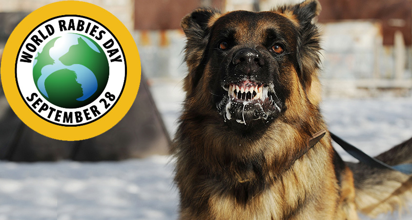 Rabies epidemic in India: Its causes, symptoms and prevention ...