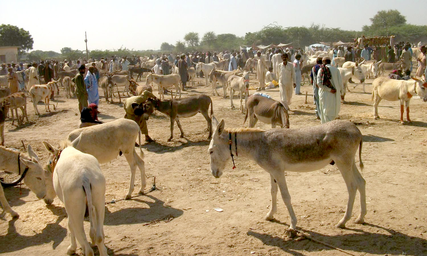 Pakistan: Donkey population booms as economic growth faces setback