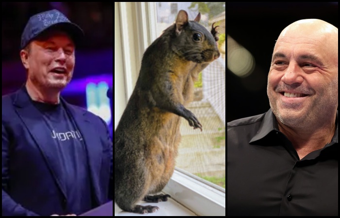Joe Rogan-Elon Musk podcast: Musk makes John Wick reference talking ...