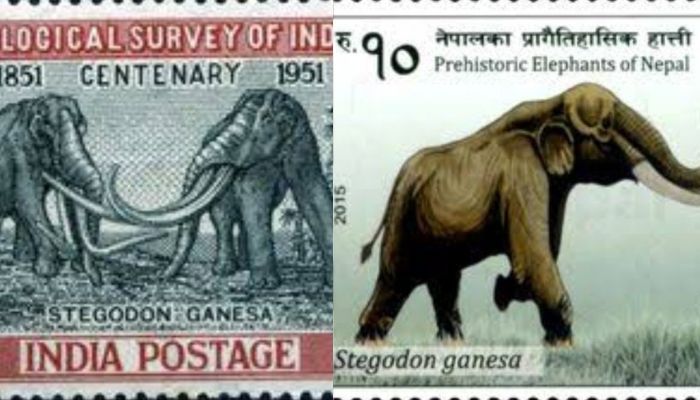 Read about Stegodon ganesa, the prehistoric giant tusker that roamed ...