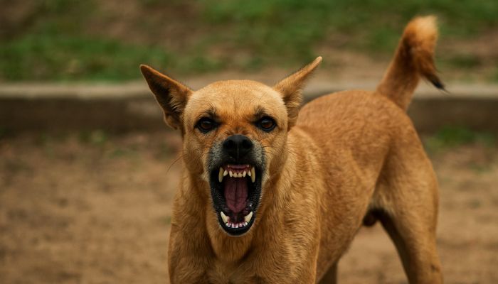 At least six people were injured in a stray dog attack during Telangana ...