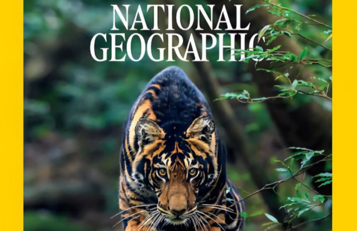 Odisha: Similipal Tiger Reserve’s rare melanistic black tiger featured ...