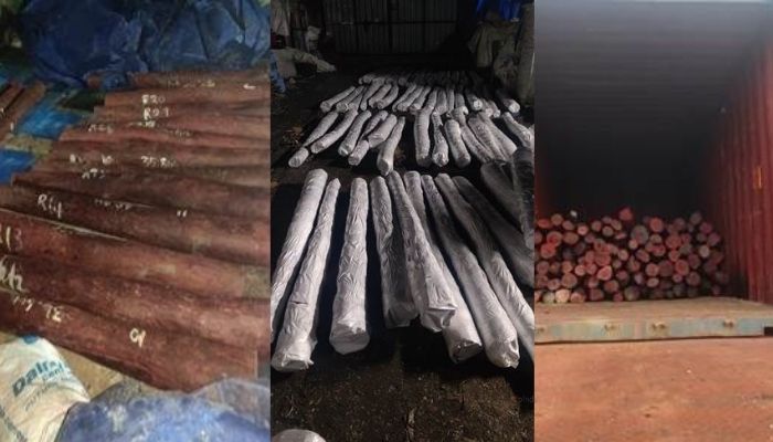 'Pushpa' gang busted: DRI seizes red sanders worth ₹6.26 crore, four ...
