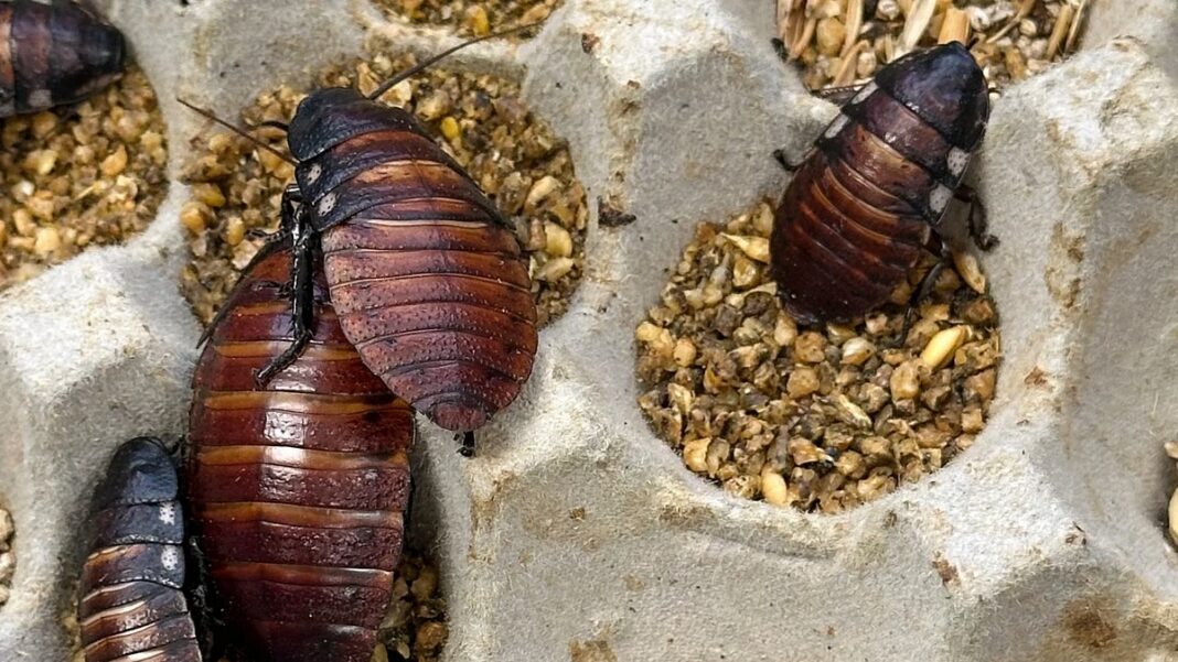 Australia: Authorities seize over one lakh illegal exotic cockroaches